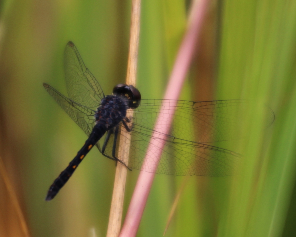 Seaside Dragonlet from asateague island on September 01, 2013 at 08:29 ...