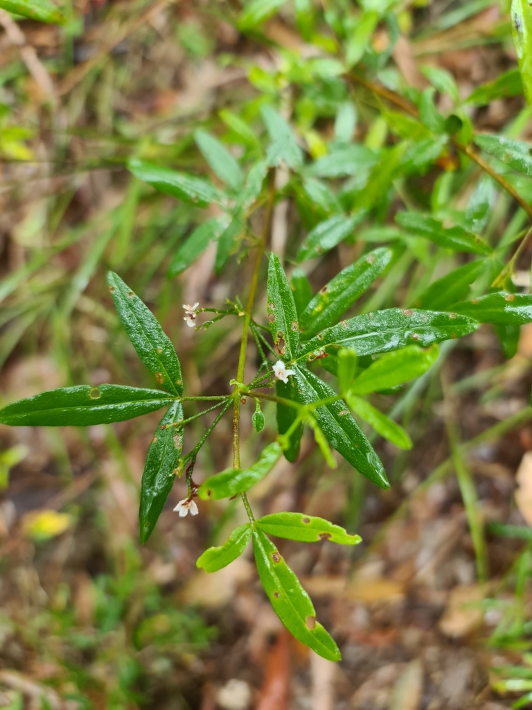 Zieria on November 22, 2021 at 11:25 AM by Emily Havas · iNaturalist