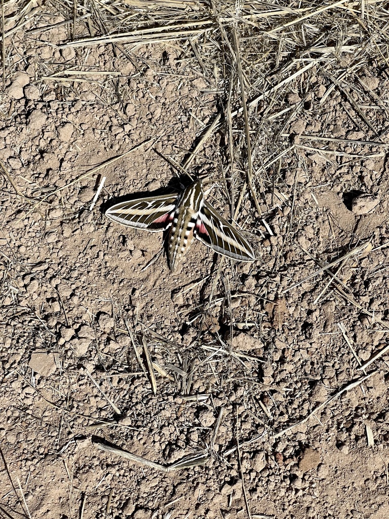 White-lined Sphinx in February 2022 by Roberto Trujeque · iNaturalist