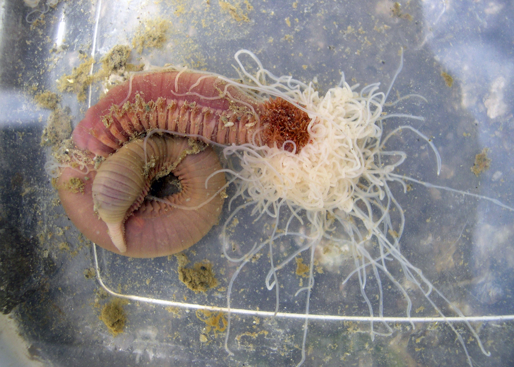 Neoamphitrite robusta from Skagit County, WA, USA on July 3, 2007 at 01 ...