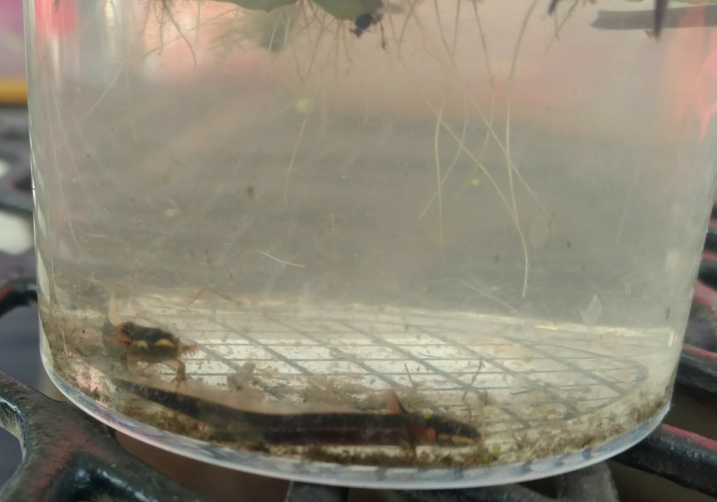 Lesser Siren from Cottonwood Trail, Lewisville, TX 75057, USA on May 22 ...