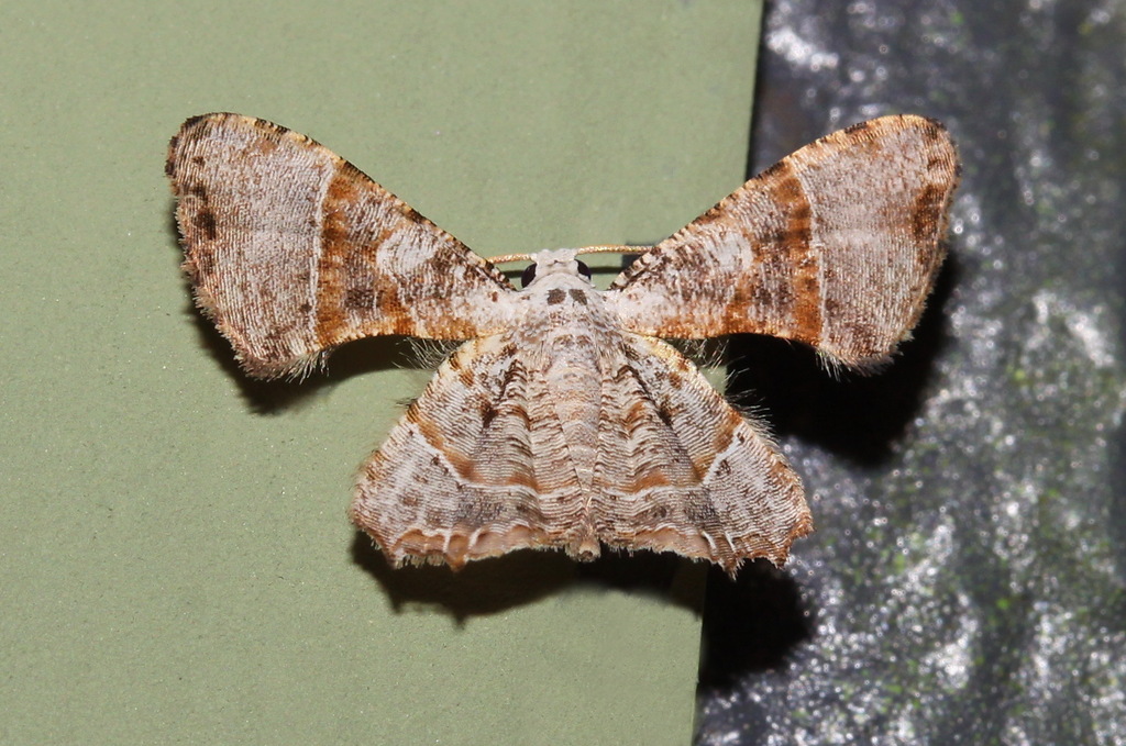 Epiplema stereogramma from Airlie Beach - Cannonvale QLD, Australia on ...