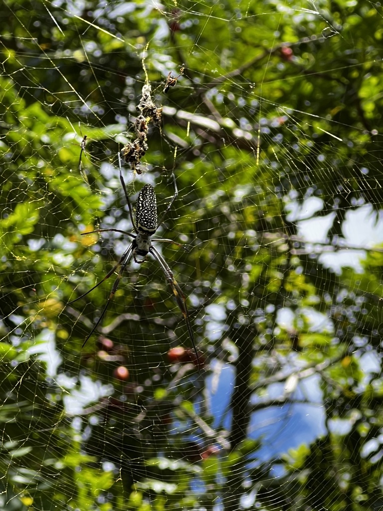 Golden Silk Spider from SMPW Quadra 18 Conjunto 4 lote 3, Brasília, DF ...
