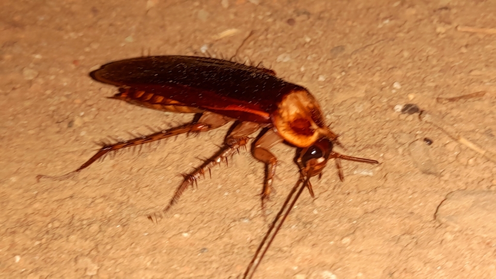 American Cockroach from Aguazul, Casanare, Colombia on March 23, 2022 ...