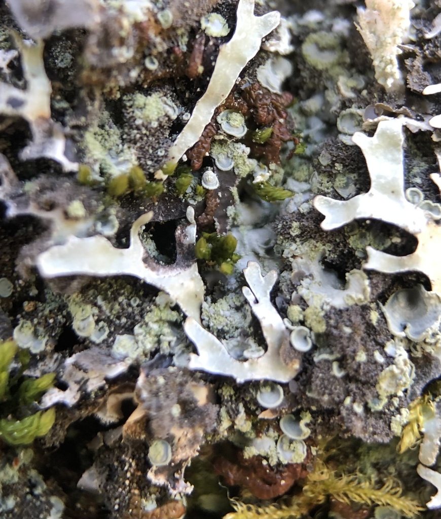 Elf Ears lichen from Yarmouth, NS, CA on March 23, 2022 at 02:59 PM by ...