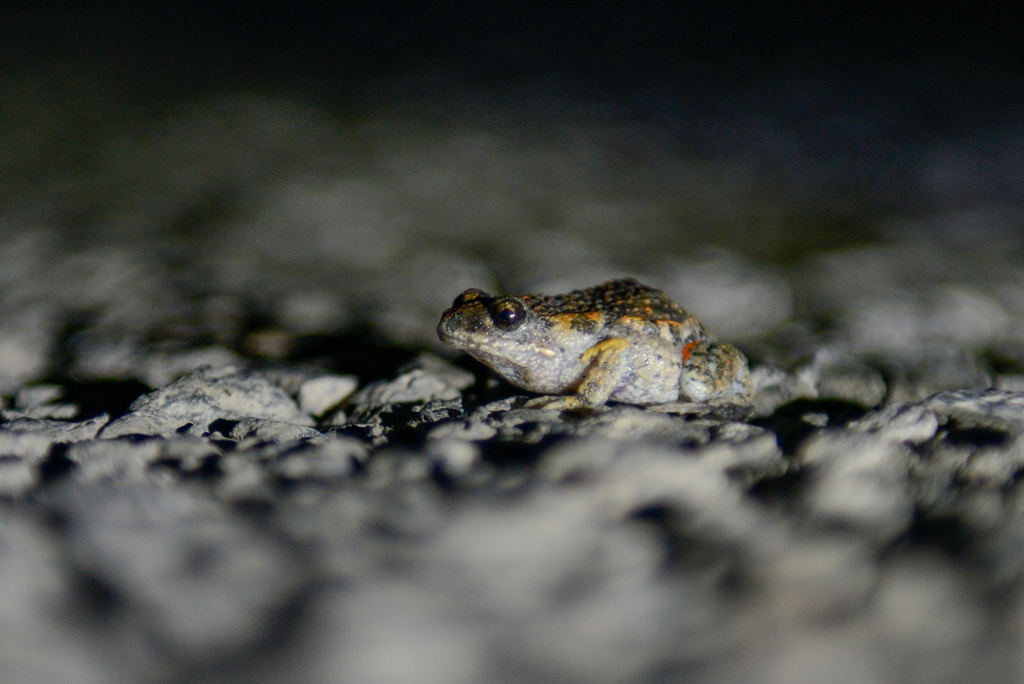 Smooth Toadlet from Glen Alice NSW 2849, Australia on March 12, 2022 at ...