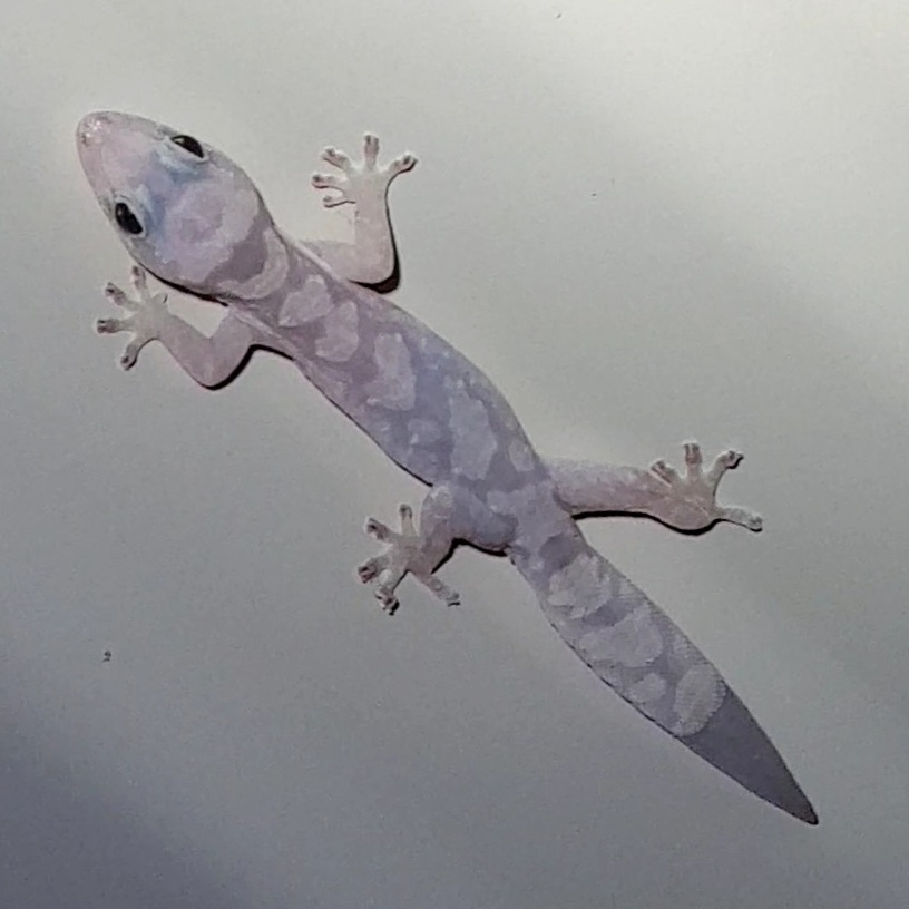 Robust Velvet Gecko in March 2022 by Wendy Gollan · iNaturalist