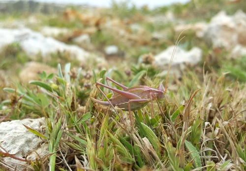 Odontura borrei · NaturaLista Colombia