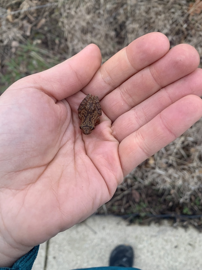 Spring Peeper from W Cloverdale Rd, Hastings, MI, US on March 24, 2022 ...
