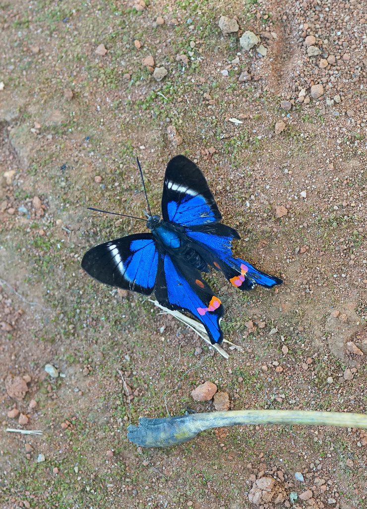 Periander Metalmark from Brasília, DF, Brasil on March 24, 2022 at 10: ...