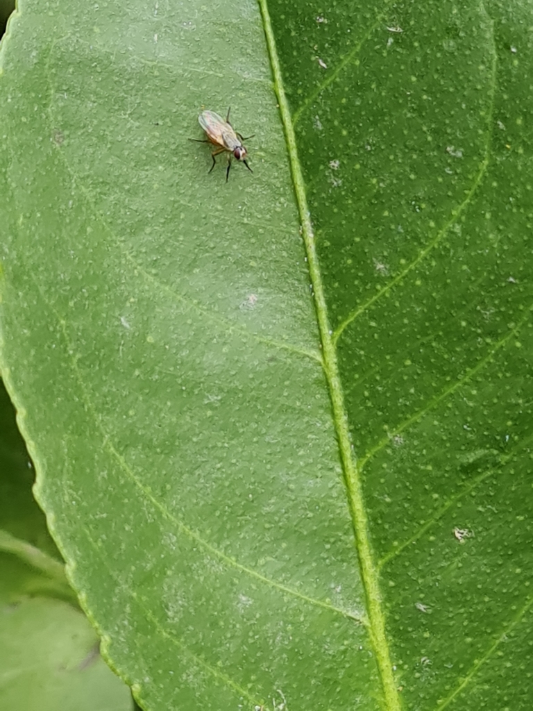 Shoot Flies from Capital, Tucumán, Argentina on March 24, 2022 at 12:40 ...