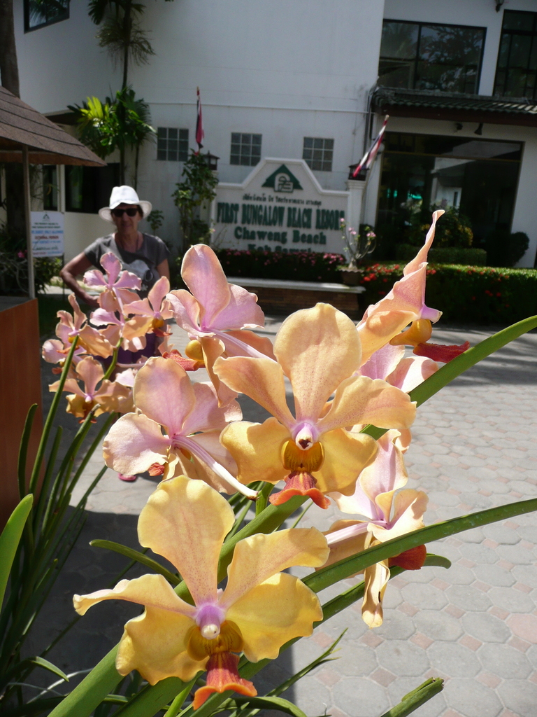 Vanda from Bo Phut, Amphoe Ko Samui, Surat Thani, Thailand on February 23, 2017 at 04:57 AM by ...