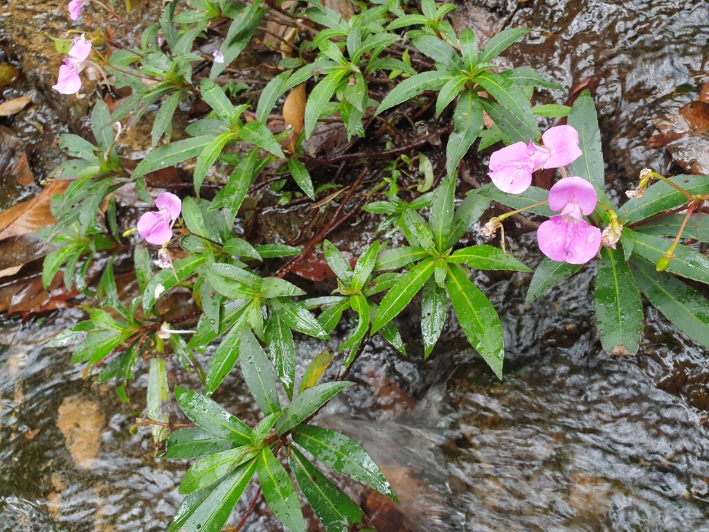 Impatiens tangachee from Tamil Nadu 642101, India on March 18, 2022 at ...
