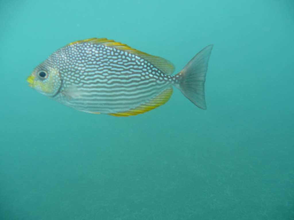 Java Rabbitfish from Ko Phangan, TH-ST, TH on March 02, 2017 at 08:17 ...