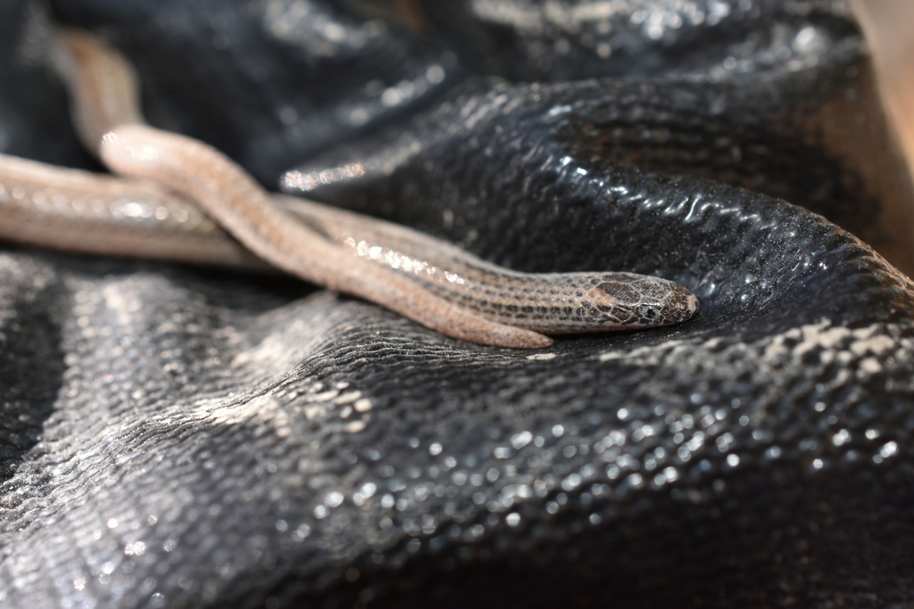Pacific Coast Centipede Snake from 63990 Estancia de los López, Nay ...