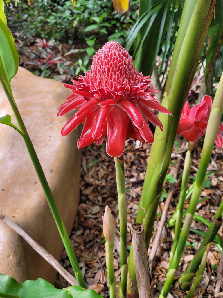 Torch ginger from Science Annex, Davie, FL 33314, USA on March 22, 2022 ...