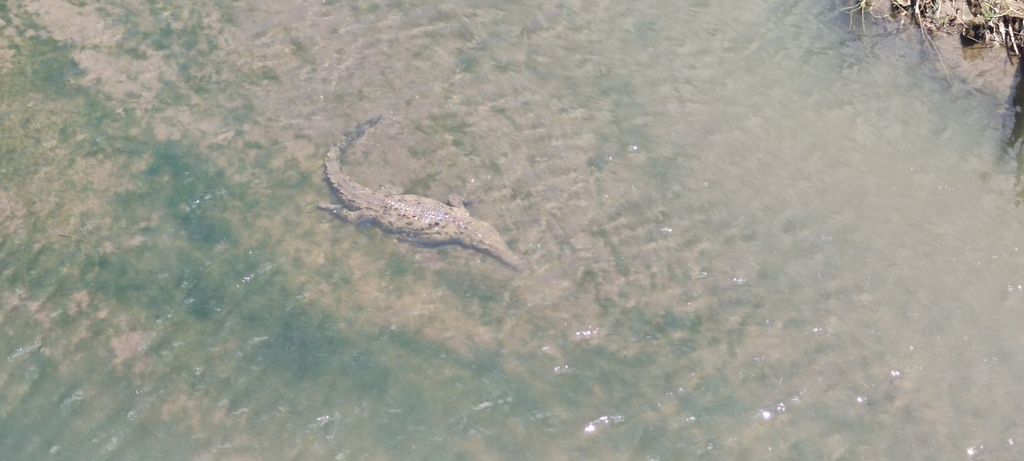 American Crocodile in March 2022 by Katharina Schormair · iNaturalist