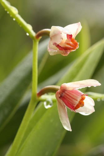 Cryptochilus roseus · iNaturalist