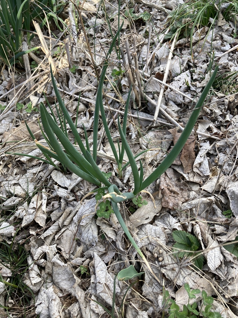 Common Onion from W Blake Ave, Columbus, OH, US on March 24, 2022 at 06 ...