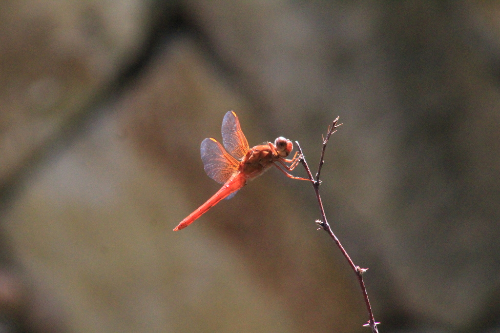 Neon Skimmer from Valparaíso, Zac., México on August 22, 2019 at 12:49 ...
