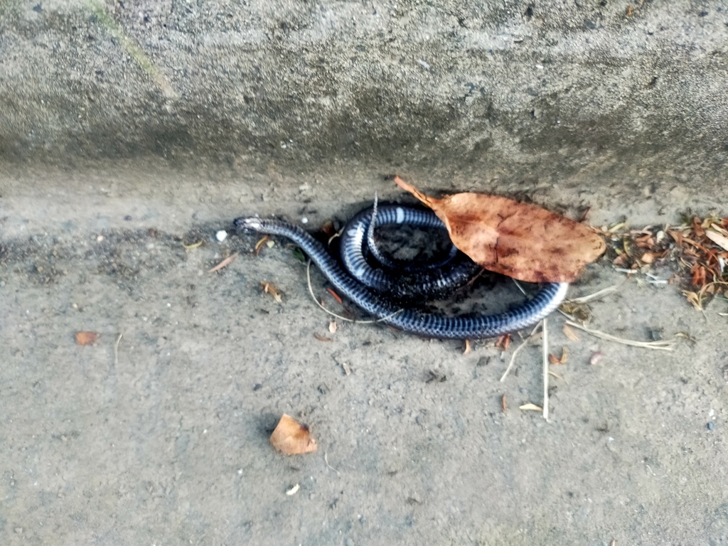 White-crowned Snake from Geebung QLD 4034, Australia on March 22, 2022 ...