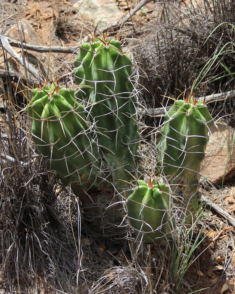 Kingcup Cactus from conchas on August 8, 2013 at 09:53 PM by Will ...