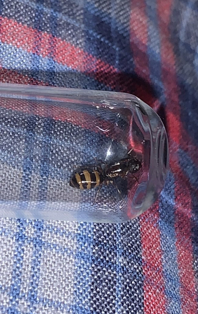 Bearded Carpenter ant from Hall Ave, Windsor, ON, CA by Ants Ontario ...