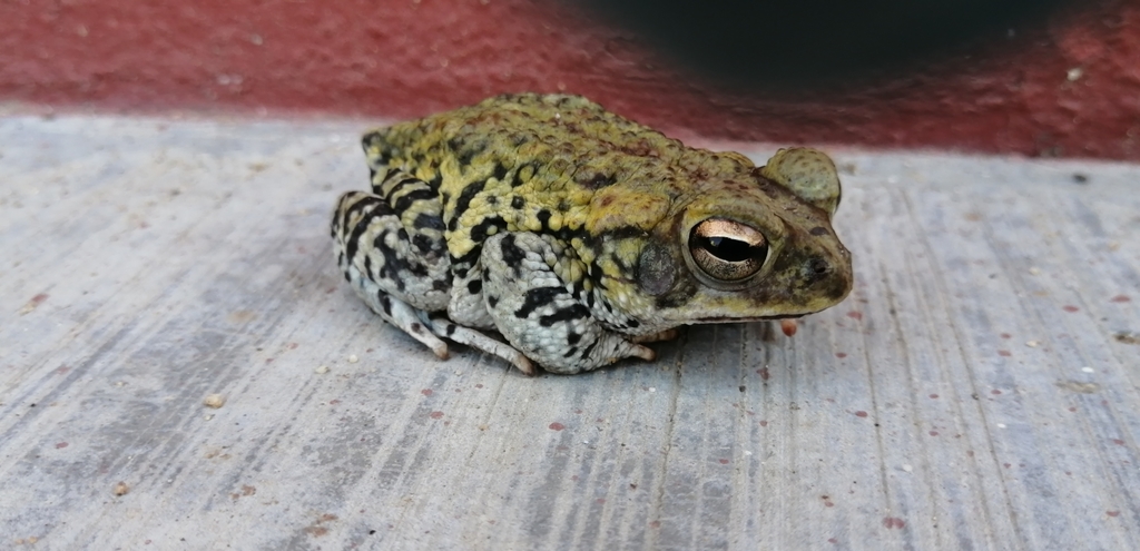 Marbled Toad from Ciudad Universitaria, Puerto Ángel,, 70902 Oaxaca ...