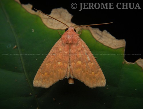 Arthisma mutilata · iNaturalist