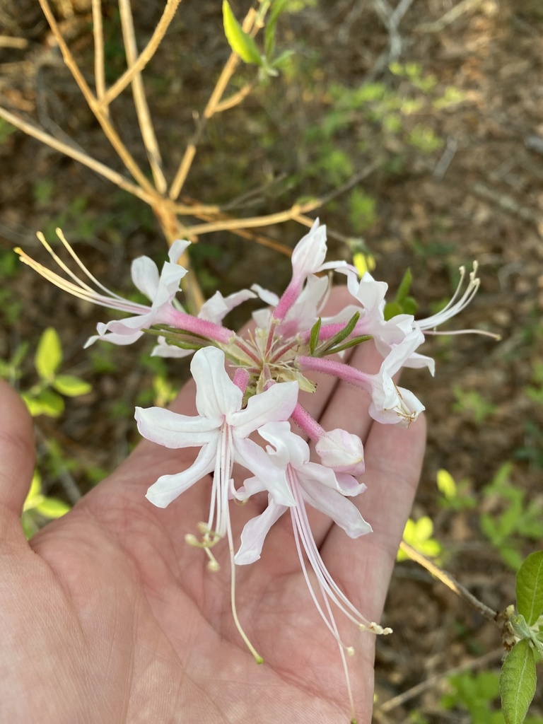 Mountain Azalea from Ocean Springs, MS, US on March 17, 2022 at 06:00 ...