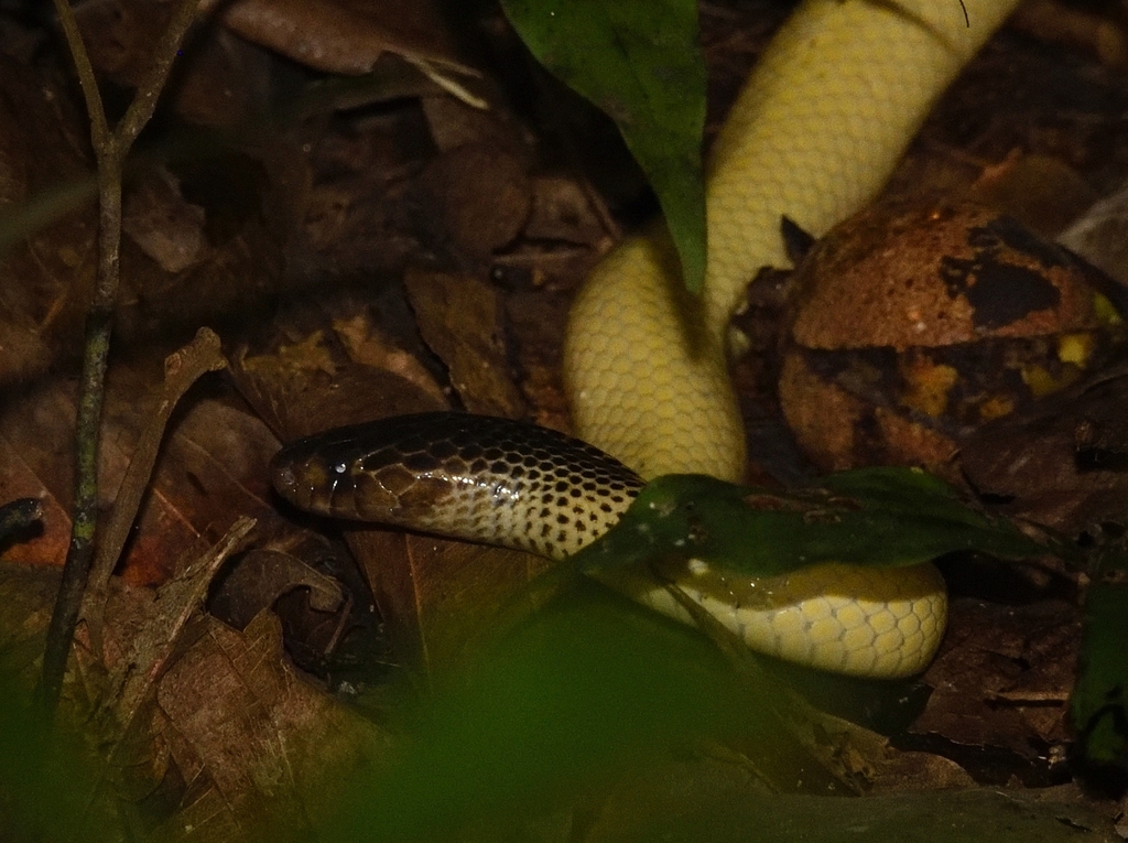 Ikaheka Snake from West Papua on March 3, 2022 at 11:15 PM by mark ...