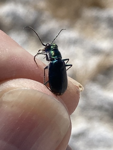 Augured Tiger Beetle (Subspecies Cicindela willistoni praedicta ...