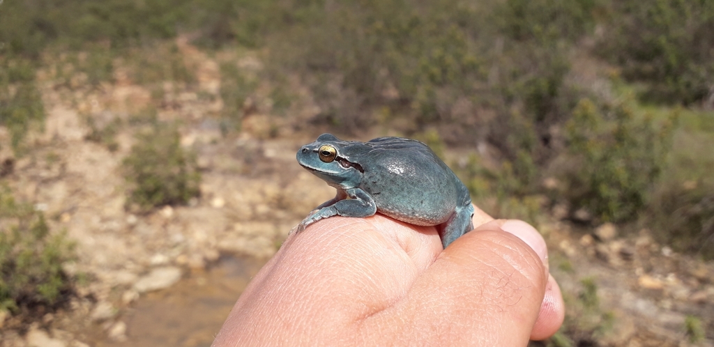Mediterranean Tree Frog in March 2022 by hlousa. Axântico Axanthic ...