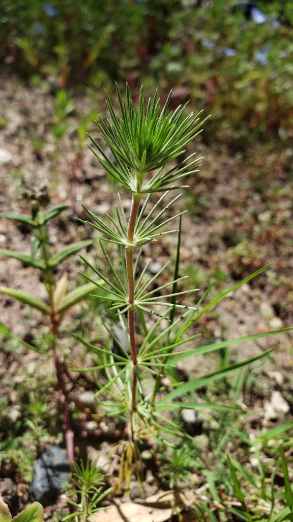 large-flowered leptosiphon in March 2022 by Michelle Picca · iNaturalist