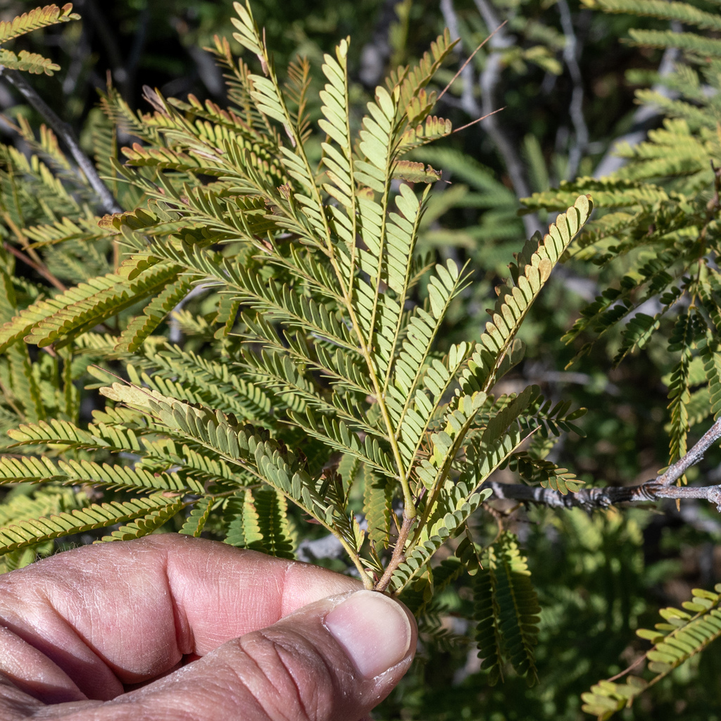 Littleleaf False Tamarind from Pima County, AZ, USA on January 6, 2022 ...