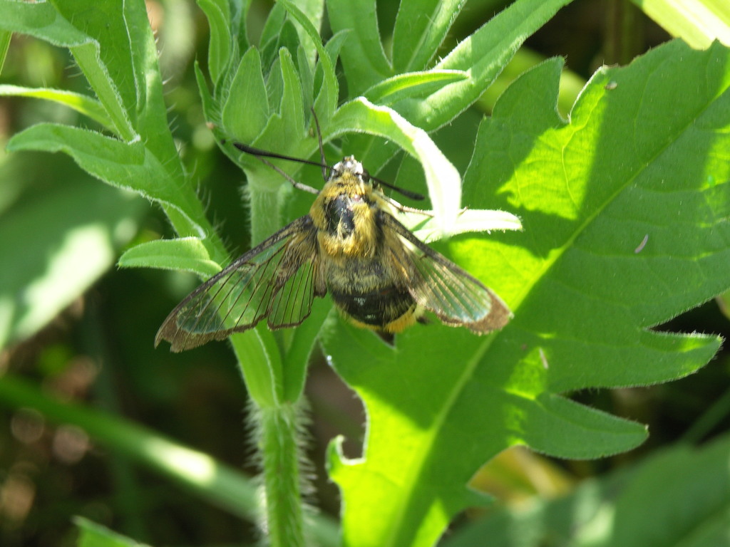 Narrow-bordered Bee Hawkmoth from Gewerbepark, 91578 Leutershausen ...