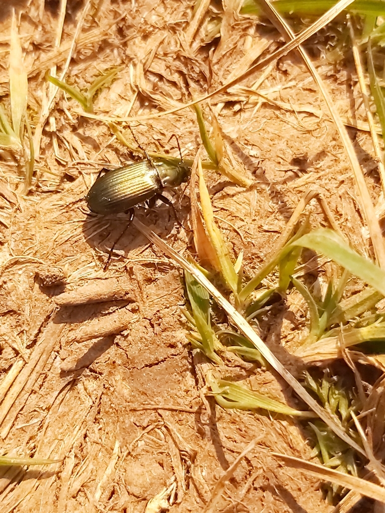 Poecilus cupreus from Priddy, Wells BA5 3BX, UK on March 25, 2022 at 12 ...