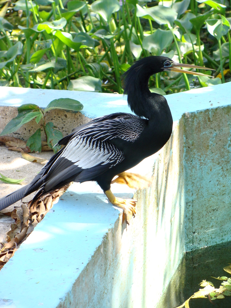 Anhinga from Pres. Figueiredo - AM, 69735-000, Brasil on July 19, 2009 ...