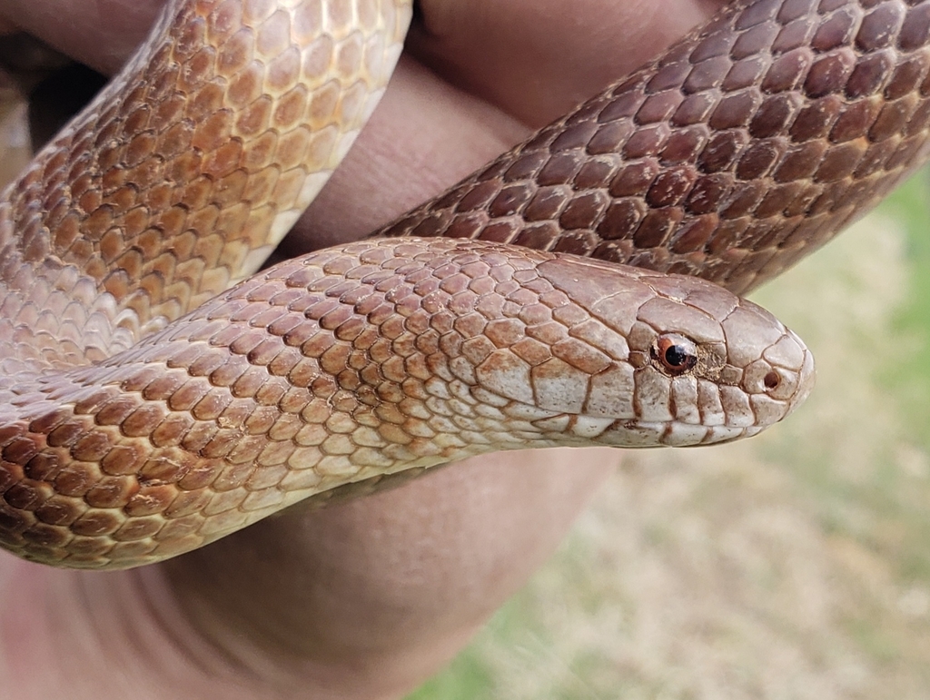 Mole Kingsnake in March 2022 by Sam · iNaturalist