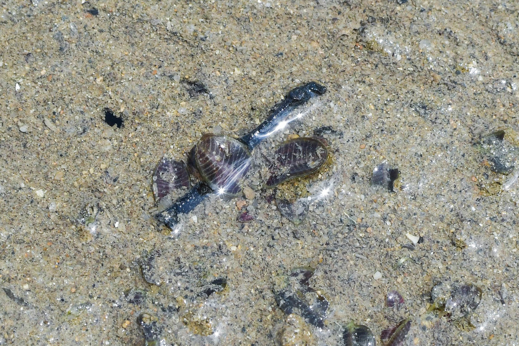 Sea Wrack from San Tau, Hong Kong on August 5, 2017 at 01:34 PM by ...