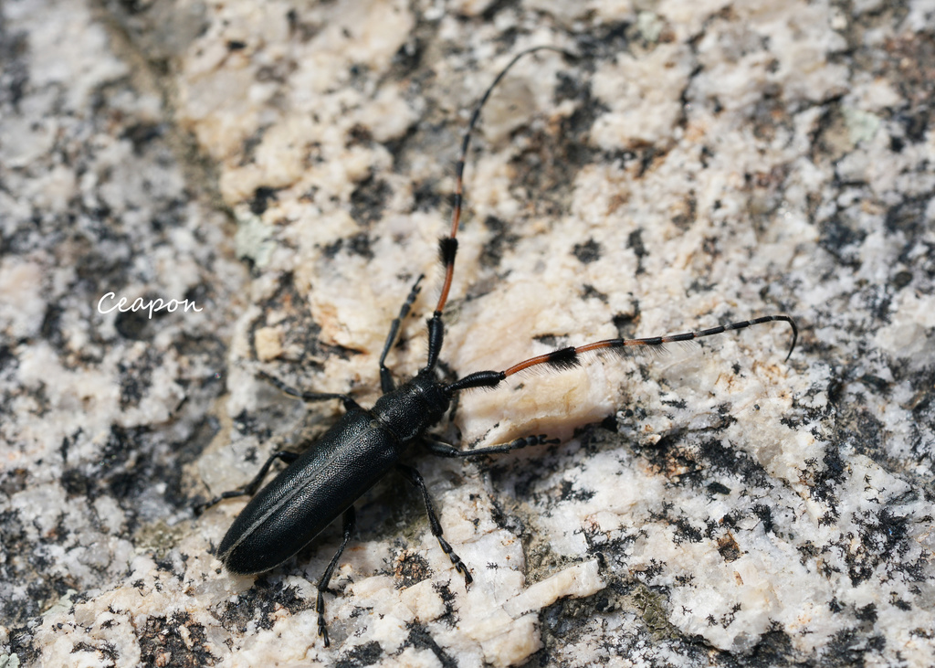 Agapanthia pilicornis from 牟平区, 烟台市, 山东省, CN on June 12, 2021 at 03:38 ...