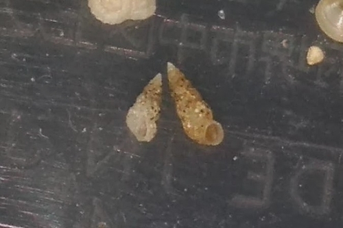 Genus Scaliola · iNaturalist