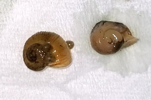 Valvata japonica · NaturaLista Colombia