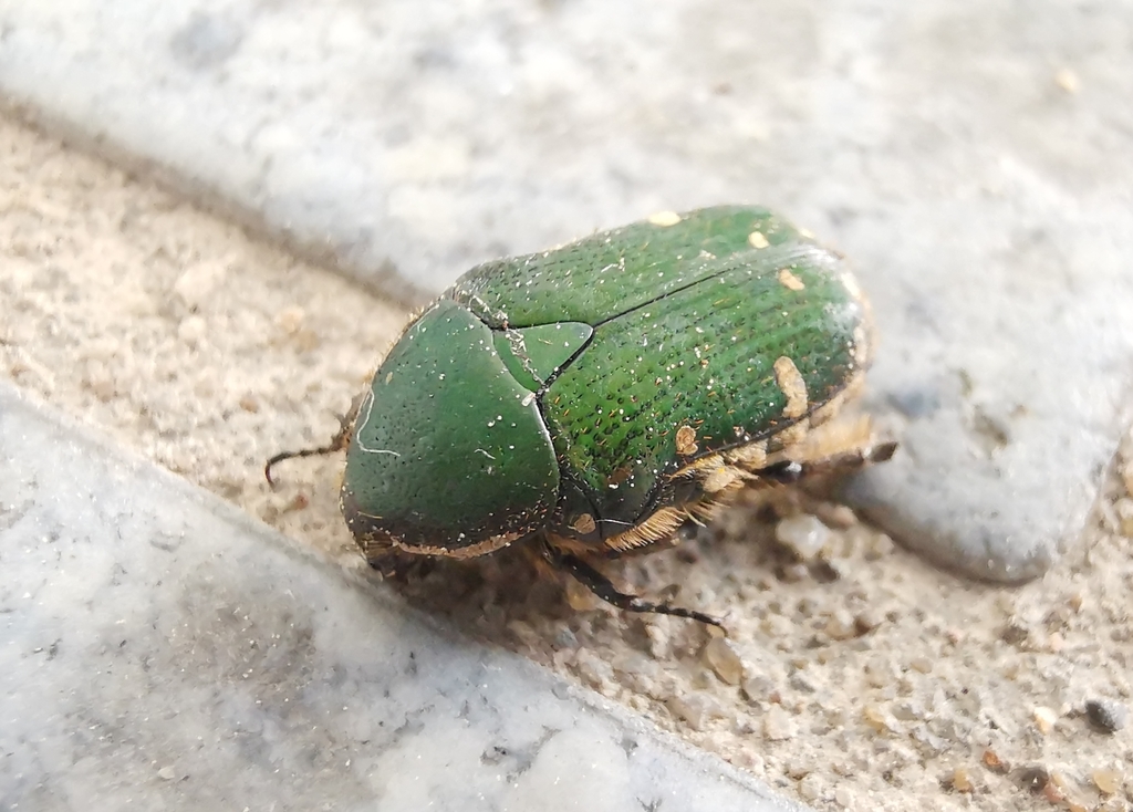 Blue Flower Chafer from 香港逸東邨逸東邨 on March 26, 2022 at 10:40 AM by ...