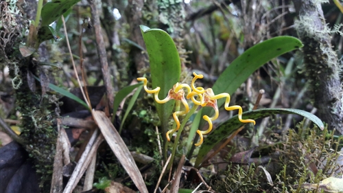 Subgenus Volvula · iNaturalist