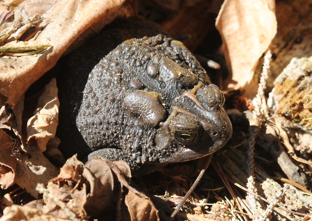 American Toad from Lamar Fish Hatchery, Lamar, PA on May 2, 2015 at 11: ...