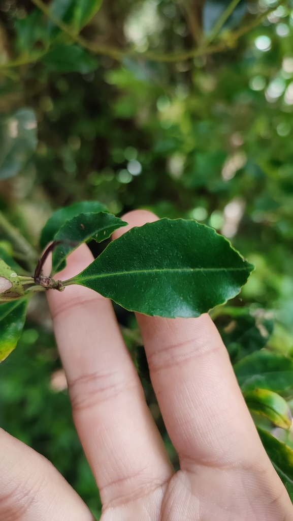 hollies in March 2022 by Hubert Hsu · iNaturalist