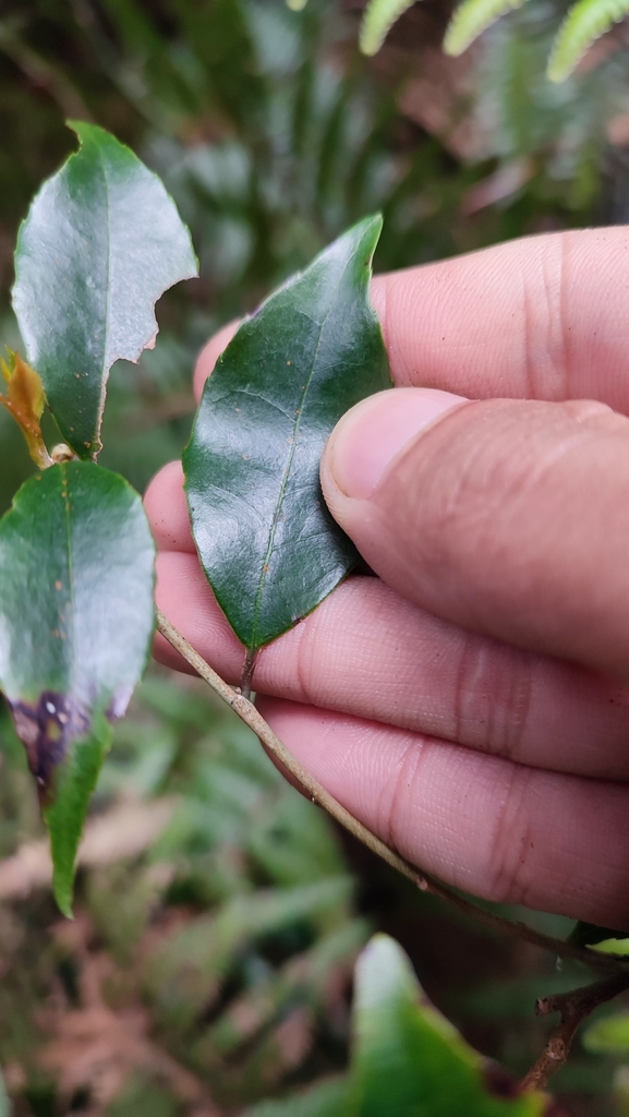 Symplocos sonoharae from 966台灣台東縣達仁鄉新化村 on March 26, 2022 at 02:22 PM ...