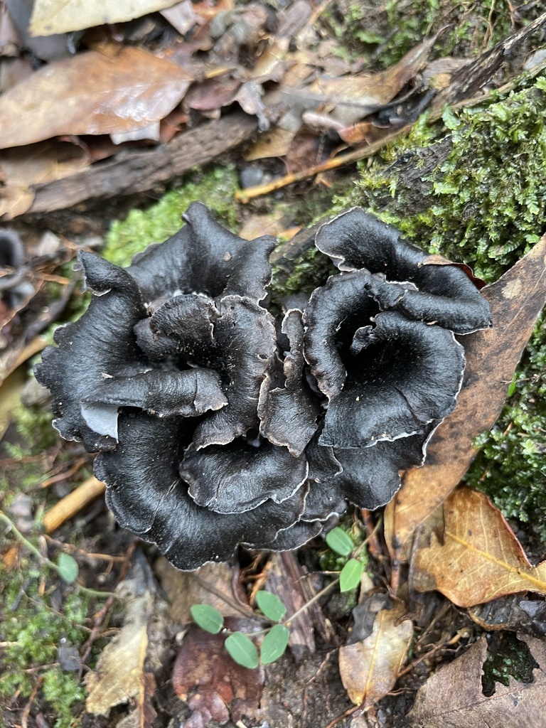 Horn-of-plenty from Hexham St, Kahibah, NSW, AU on March 25, 2022 at 11 ...