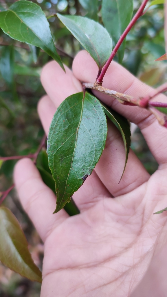 Vaccinium randaiense from 942台灣屏東縣春日鄉力里村 on March 26, 2022 at 02:18 PM ...